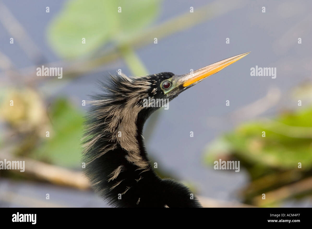 Anhinga Anhinga anhinga close up of head showing dagger like bill Stock ...