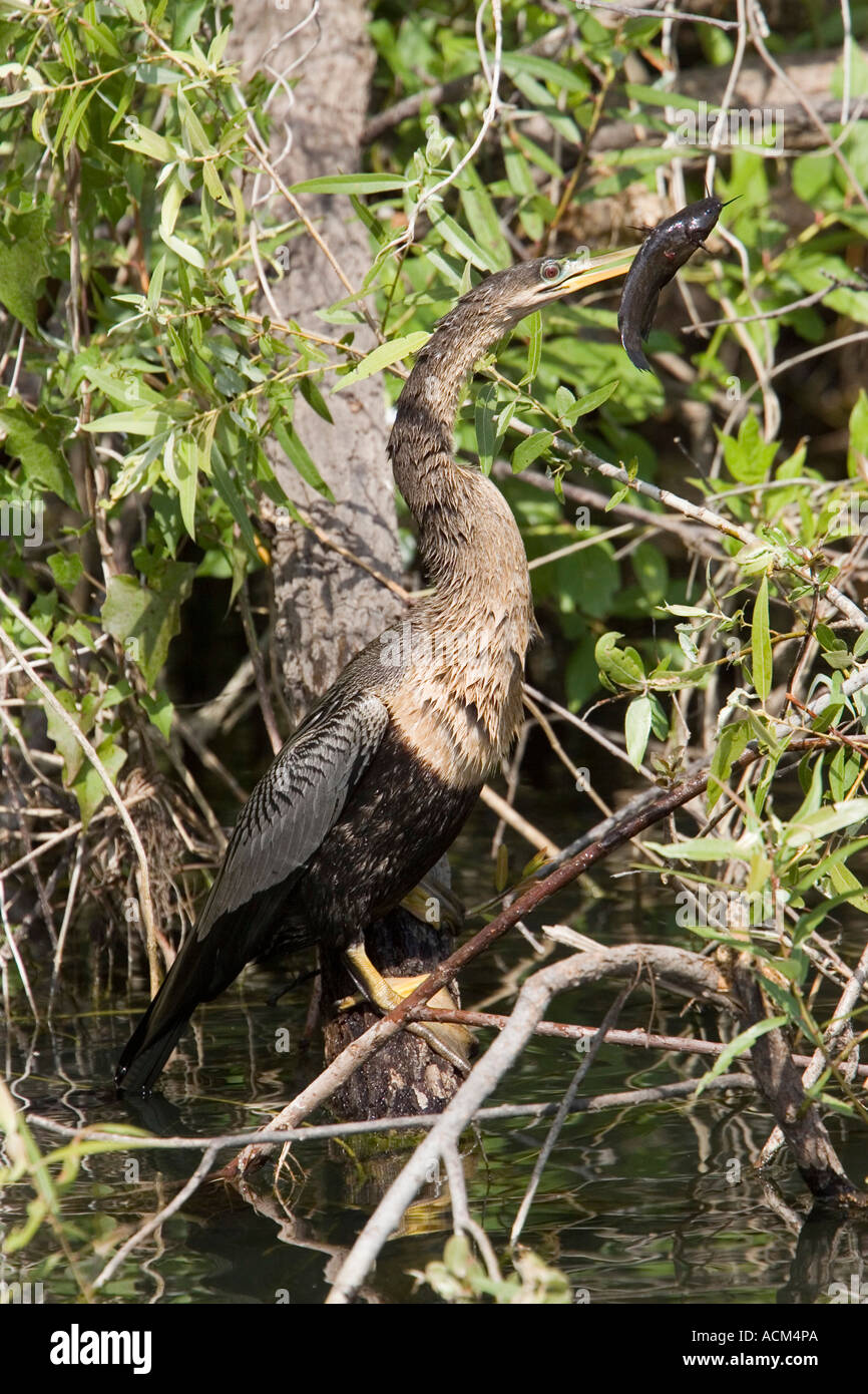 Female Anhinga Anhinga anhinga with fish Stock Photo - Alamy