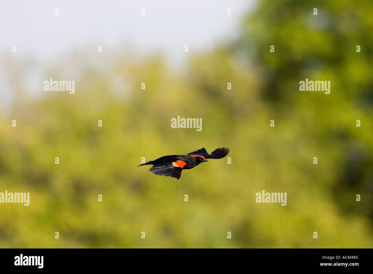 Male blackbird in flight hi-res stock photography and images - Alamy