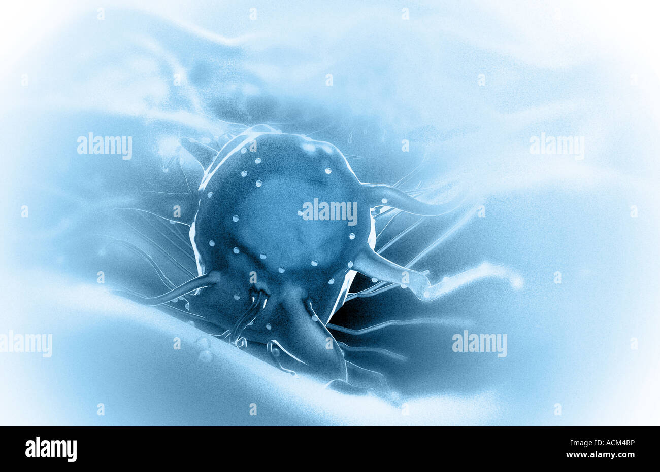 Cancer cells side by side hi-res stock photography and images - Alamy