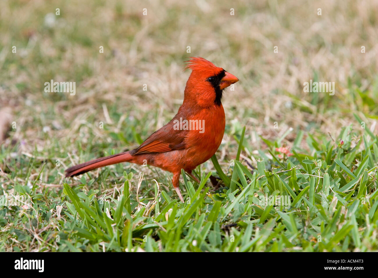 American male cardinal hi-res stock photography and images - Alamy