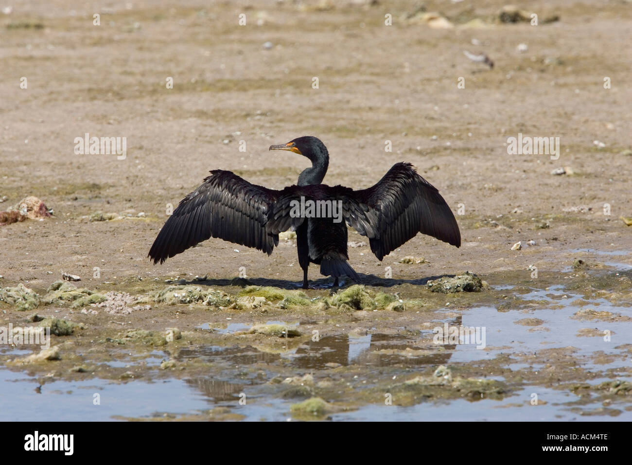 Sunning double crested cormorant hi-res stock photography and images ...