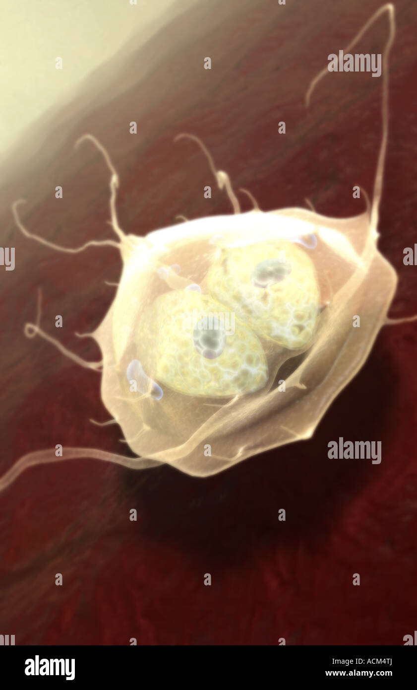 Giardia hi-res stock photography and images - Alamy