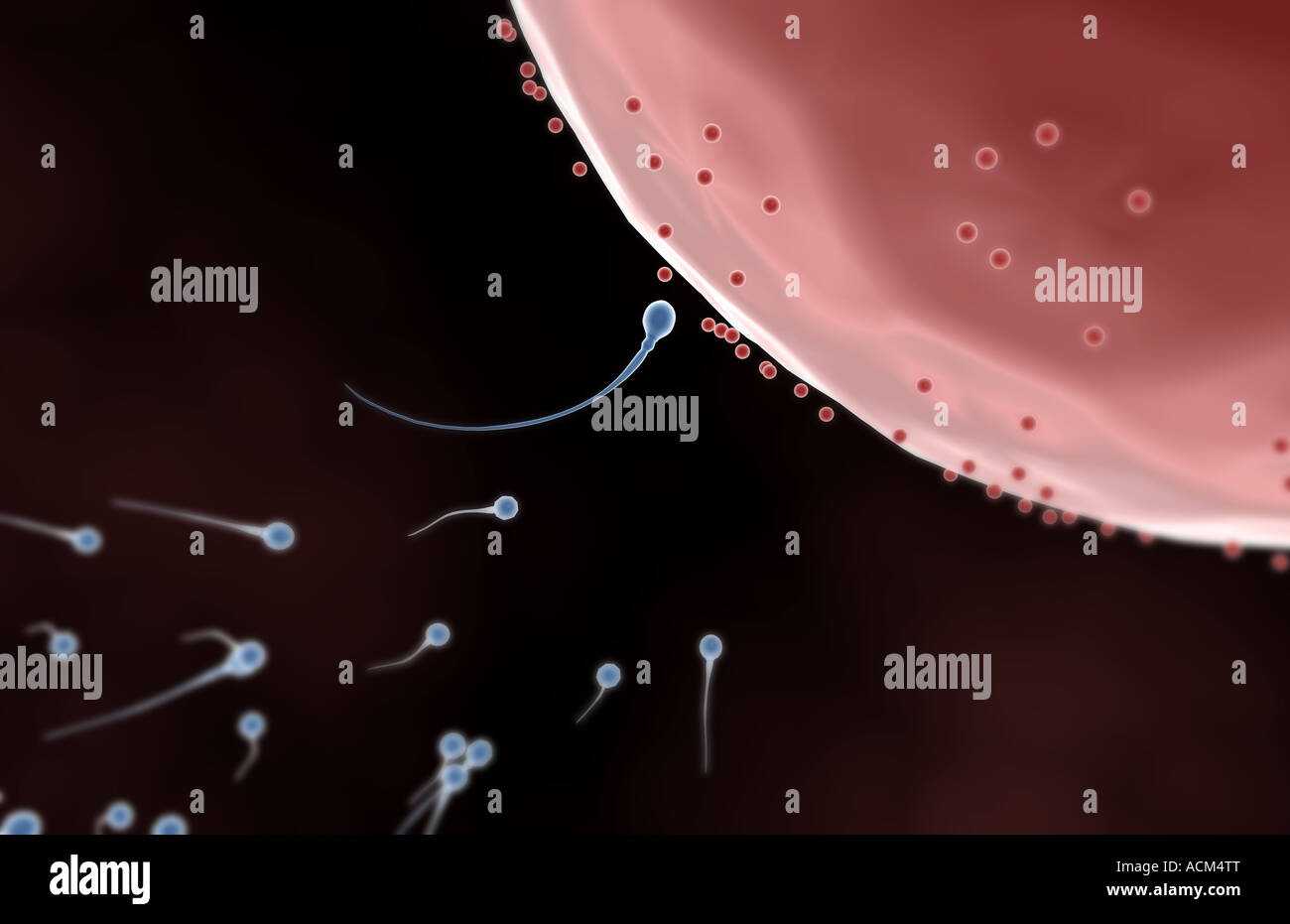 Fertilisation human egg illustration hi-res stock photography and ...