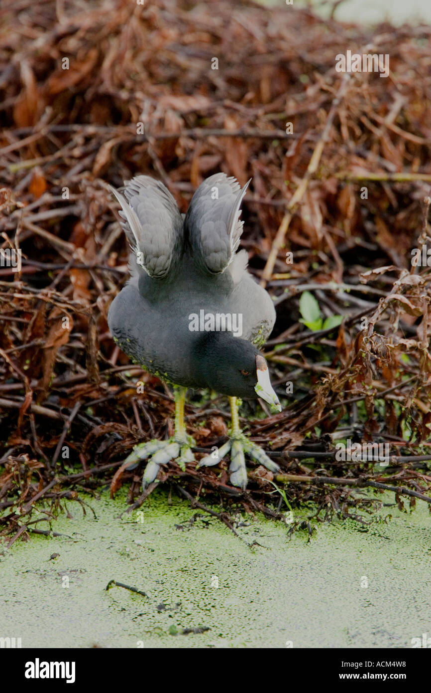 American coot feet hi-res stock photography and images - Alamy