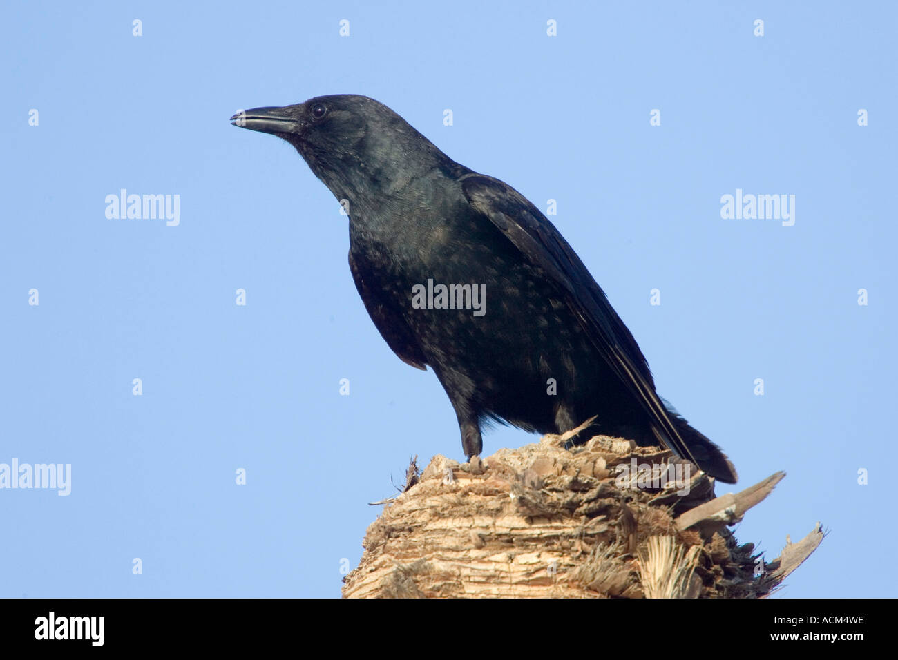 Crow american crow florida hi-res stock photography and images - Alamy