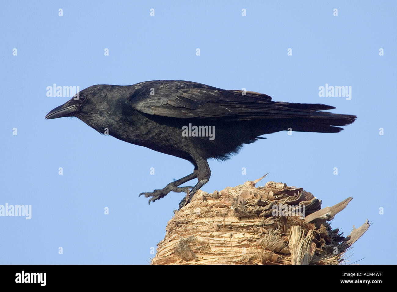 Crow american crow florida hi-res stock photography and images - Alamy