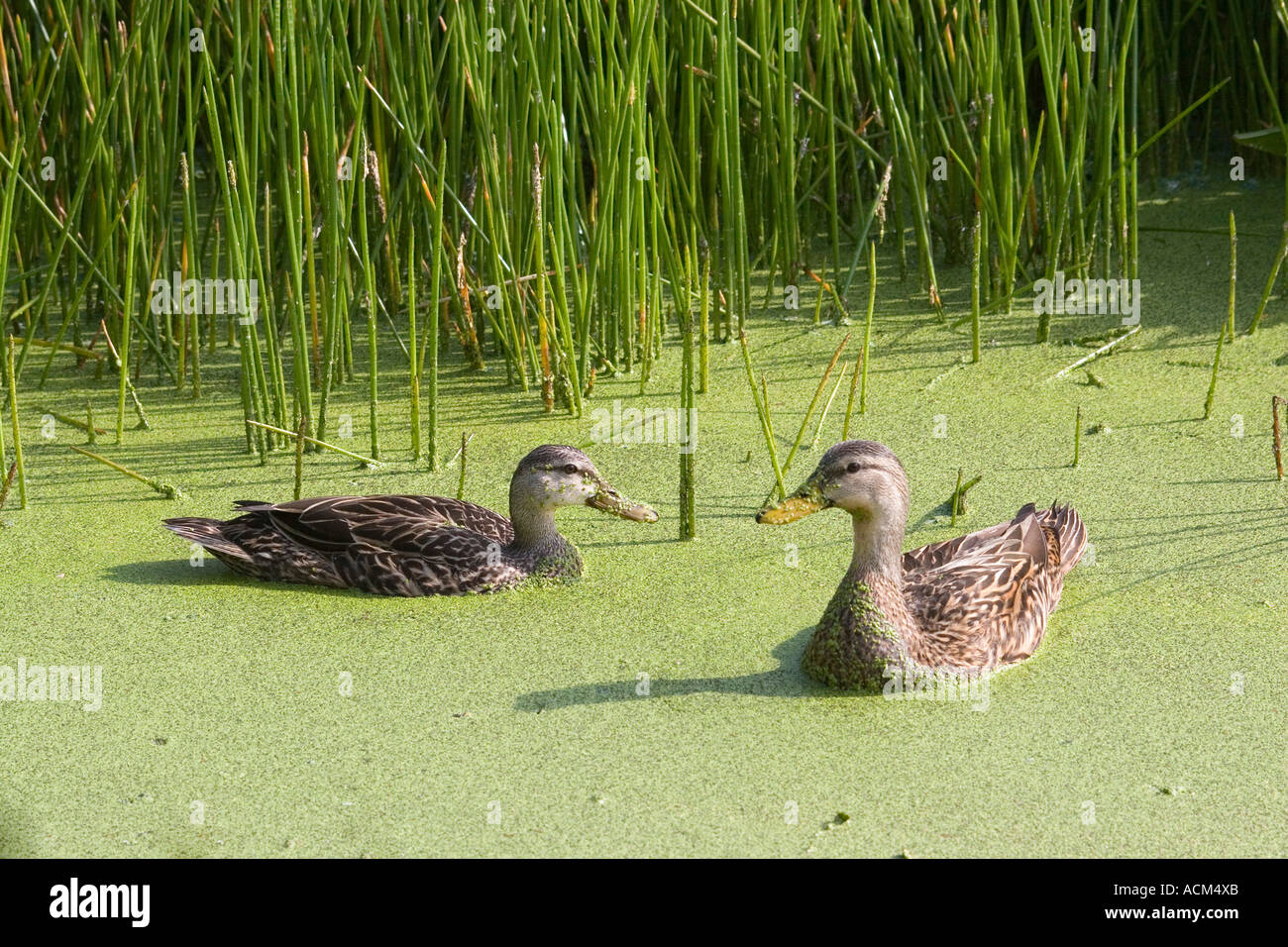 Mottled duck anas fulvigula pair hi-res stock photography and images ...
