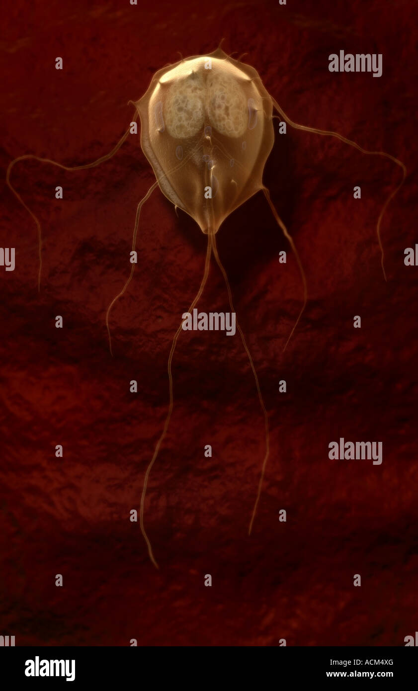 Giardia intestinalis hi-res stock photography and images - Alamy