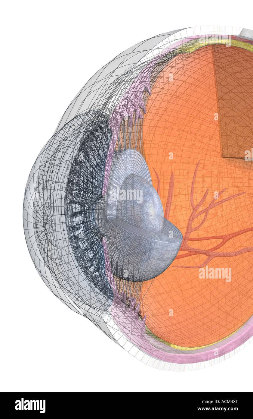 Structure of the eye Stock Photo - Alamy