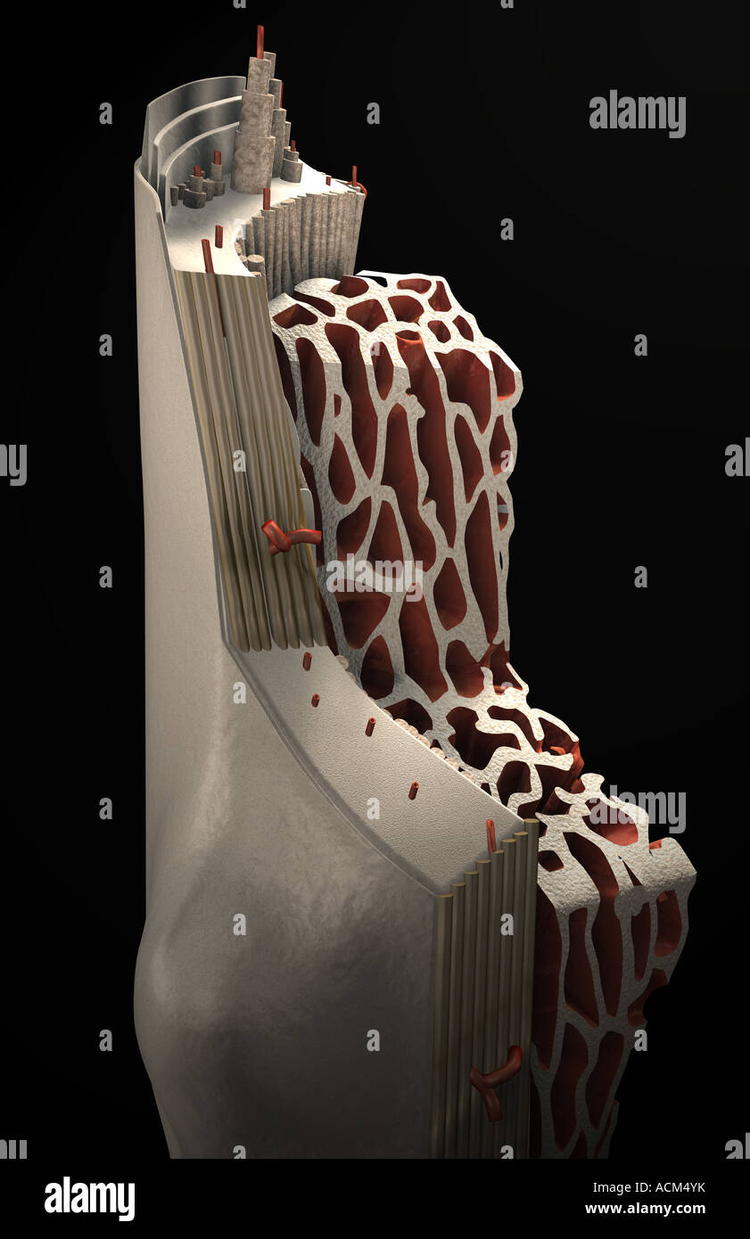 Bone internal structure Stock Photo - Alamy