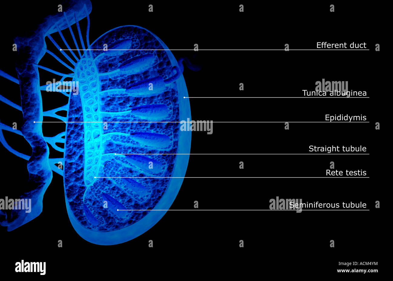 Testis with the epididymis hi-res stock photography and images - Alamy