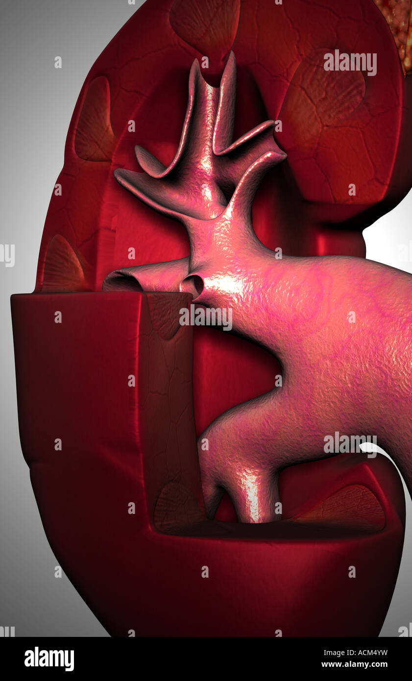 Renal Medulla High Resolution Stock Photography and Images - Alamy