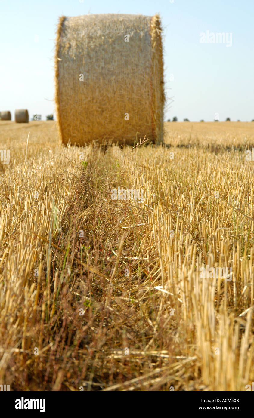 Rolled up Hay bale on a harvested grain field Stock Photo - Alamy