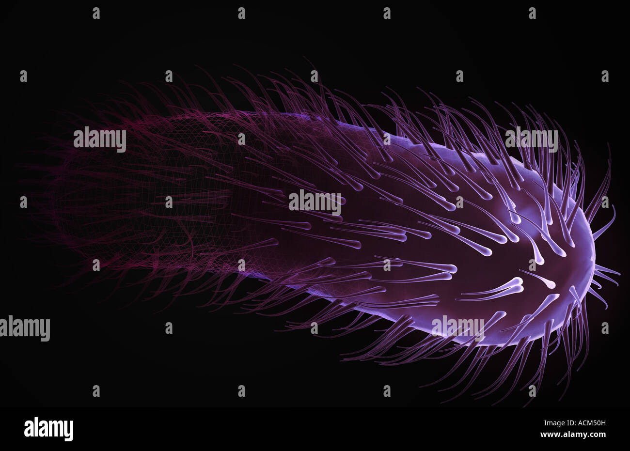 H Pylori Bacteria High Resolution Stock Photography and Images - Alamy