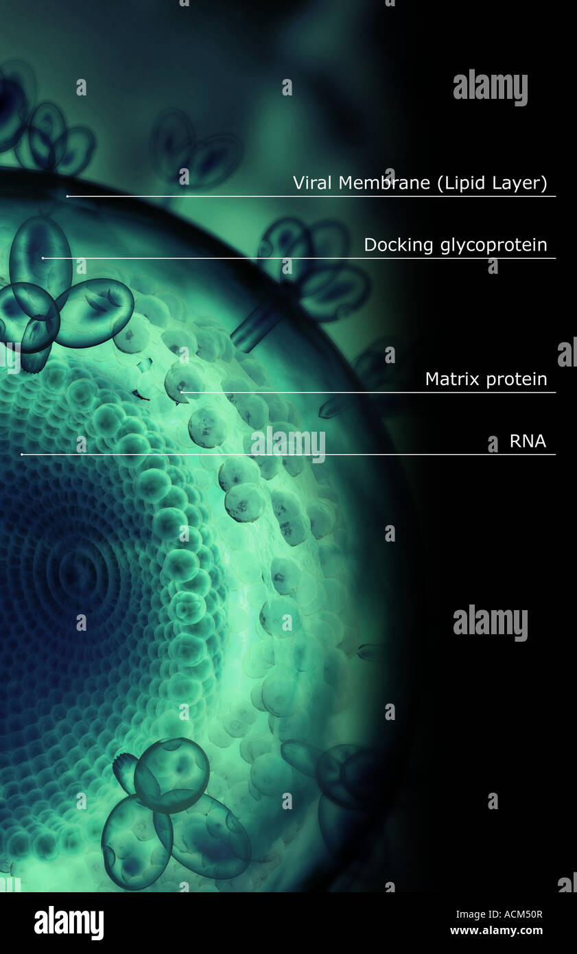 The structure of HIV Stock Photo - Alamy