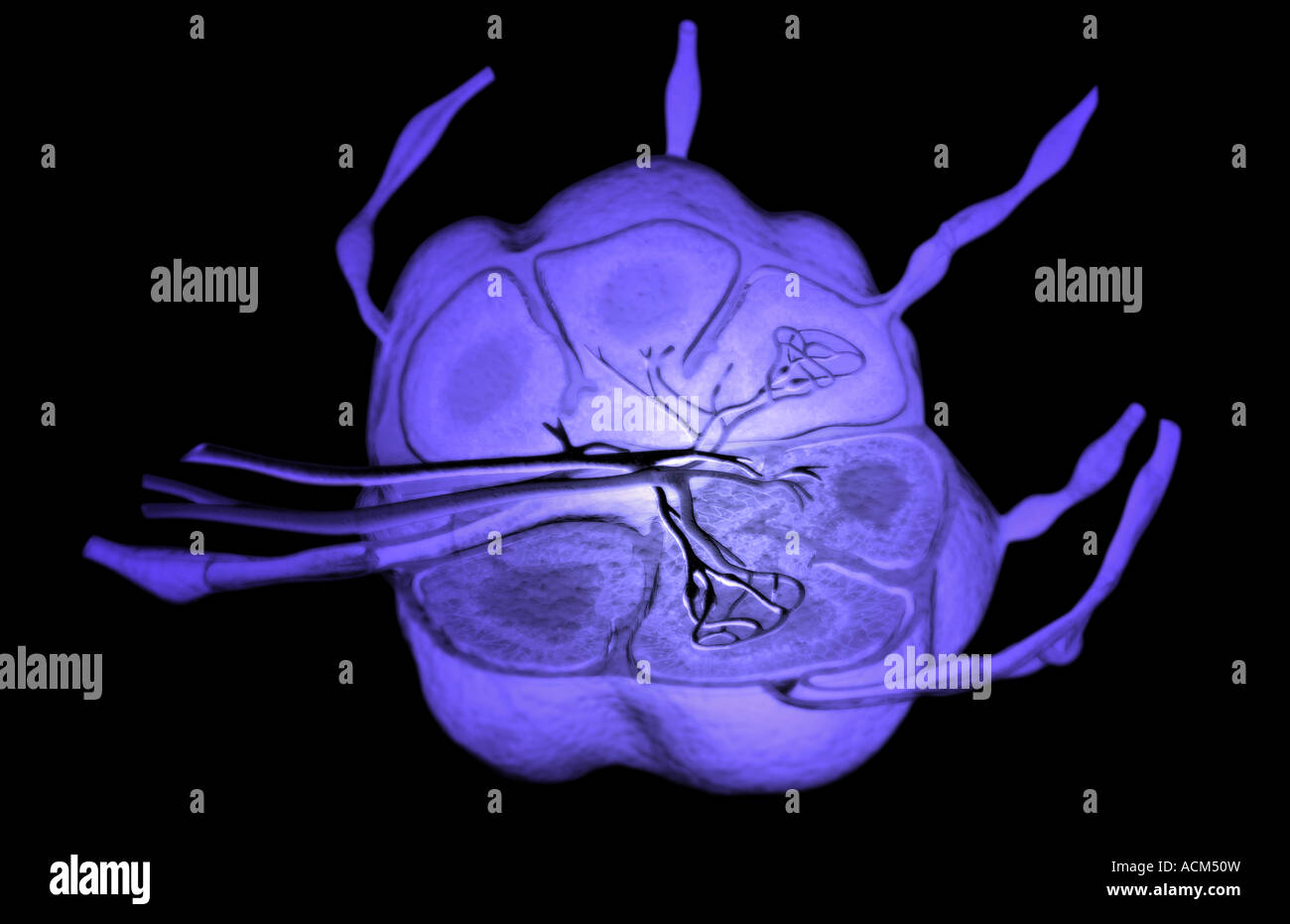 Lymph vessels hi-res stock photography and images - Alamy