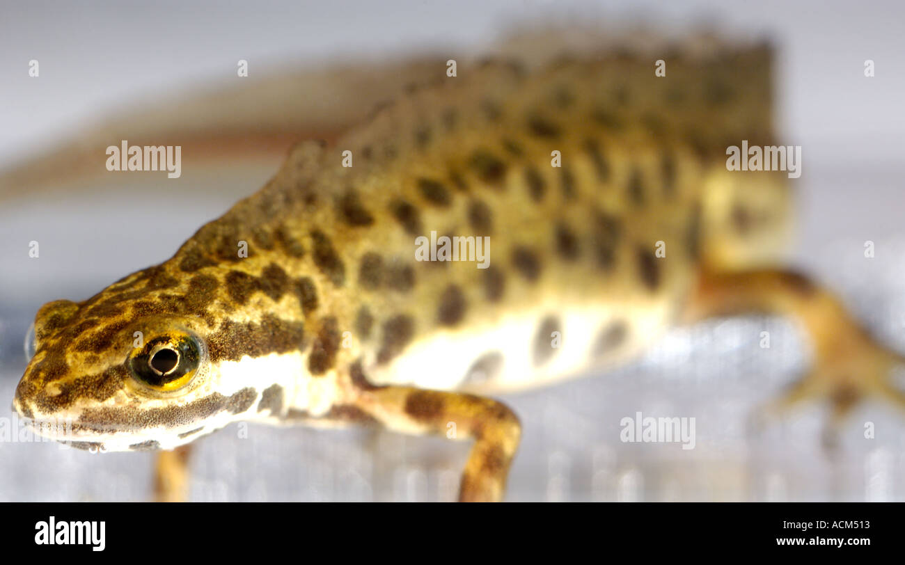 A Female Newt Triturus vulgaris Stock Photo - Alamy
