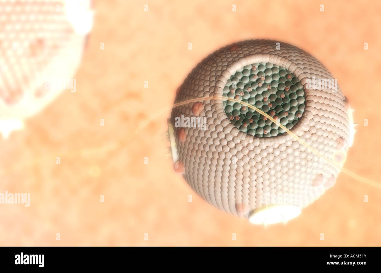 Intermediate density lipoproteins Stock Photo - Alamy