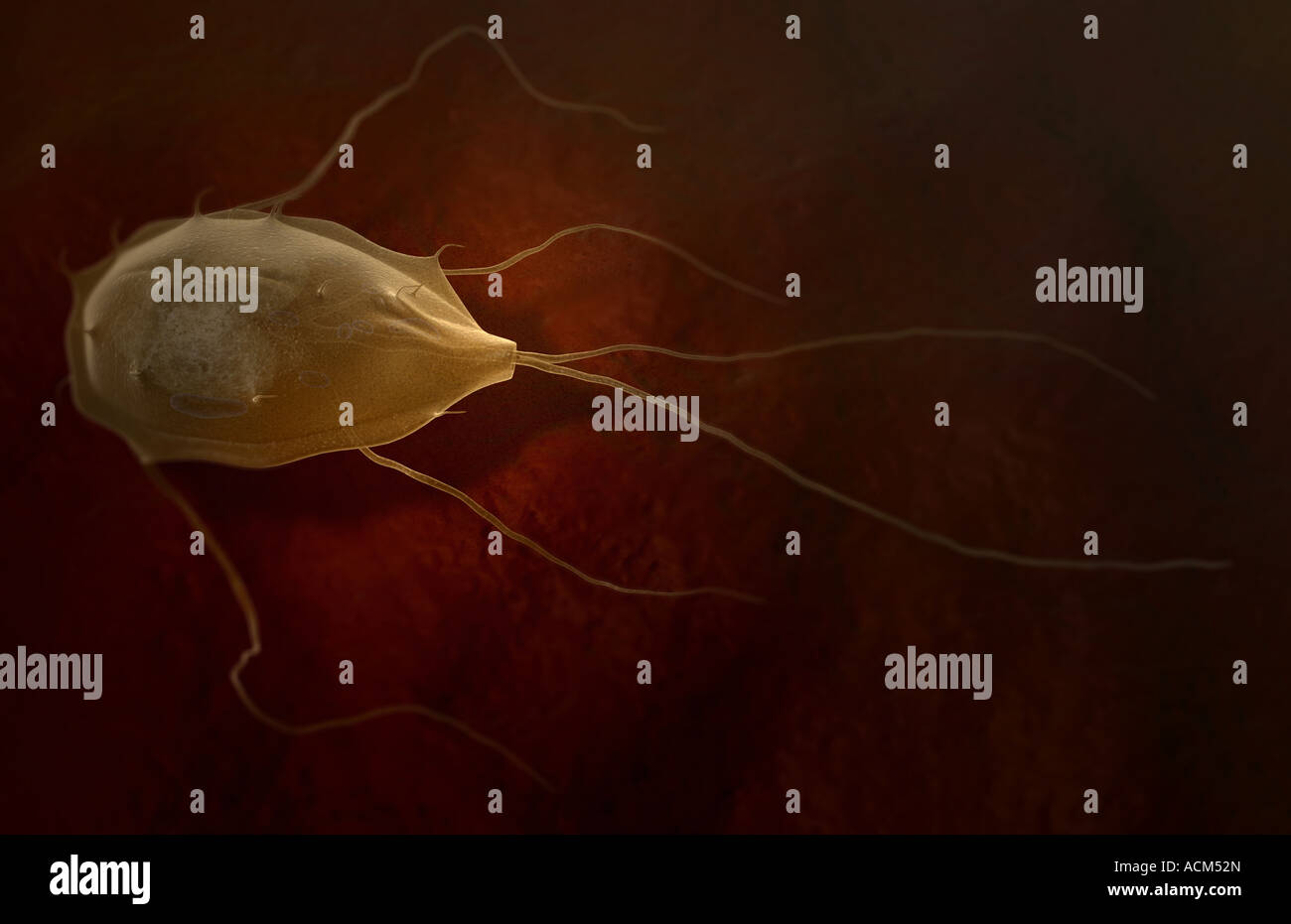 Giardia lamblia hi-res stock photography and images - Alamy