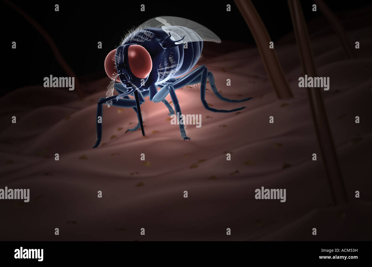 Tsetse fly skin hi-res stock photography and images - Alamy