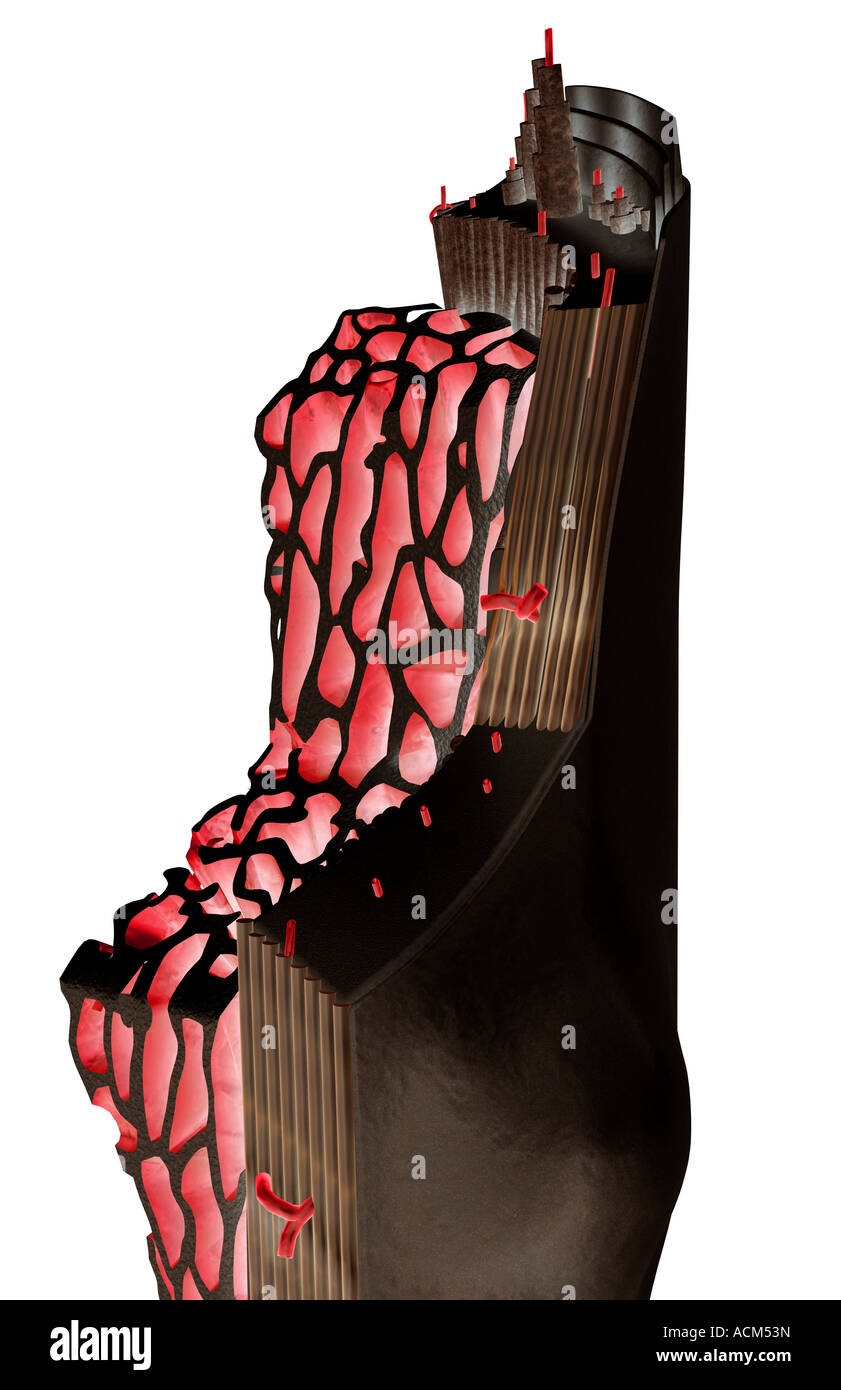 Bone internal structure Stock Photo - Alamy