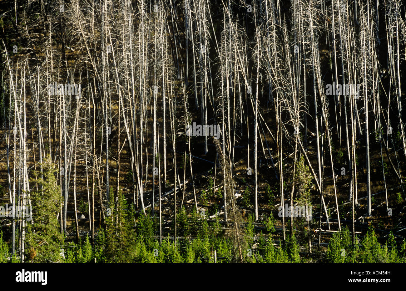 Yellowstone fire regeneration hi-res stock photography and images - Alamy