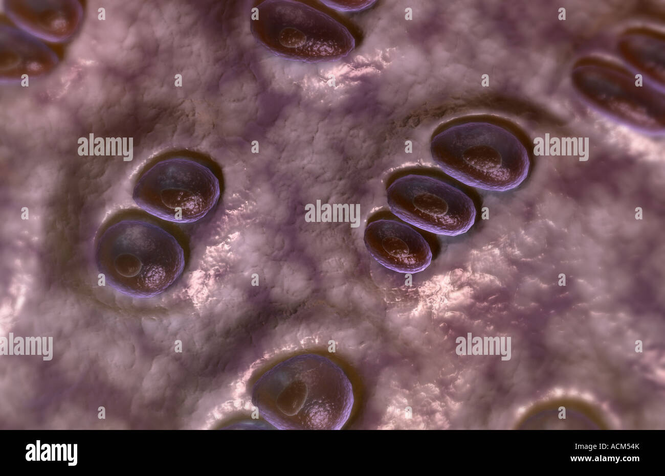 Hyaline cartilage hi-res stock photography and images - Alamy