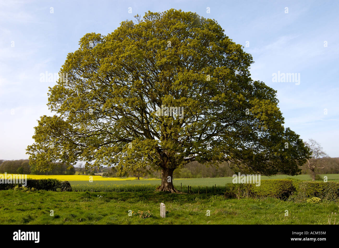 English Oak Tree Stock Photo - Alamy