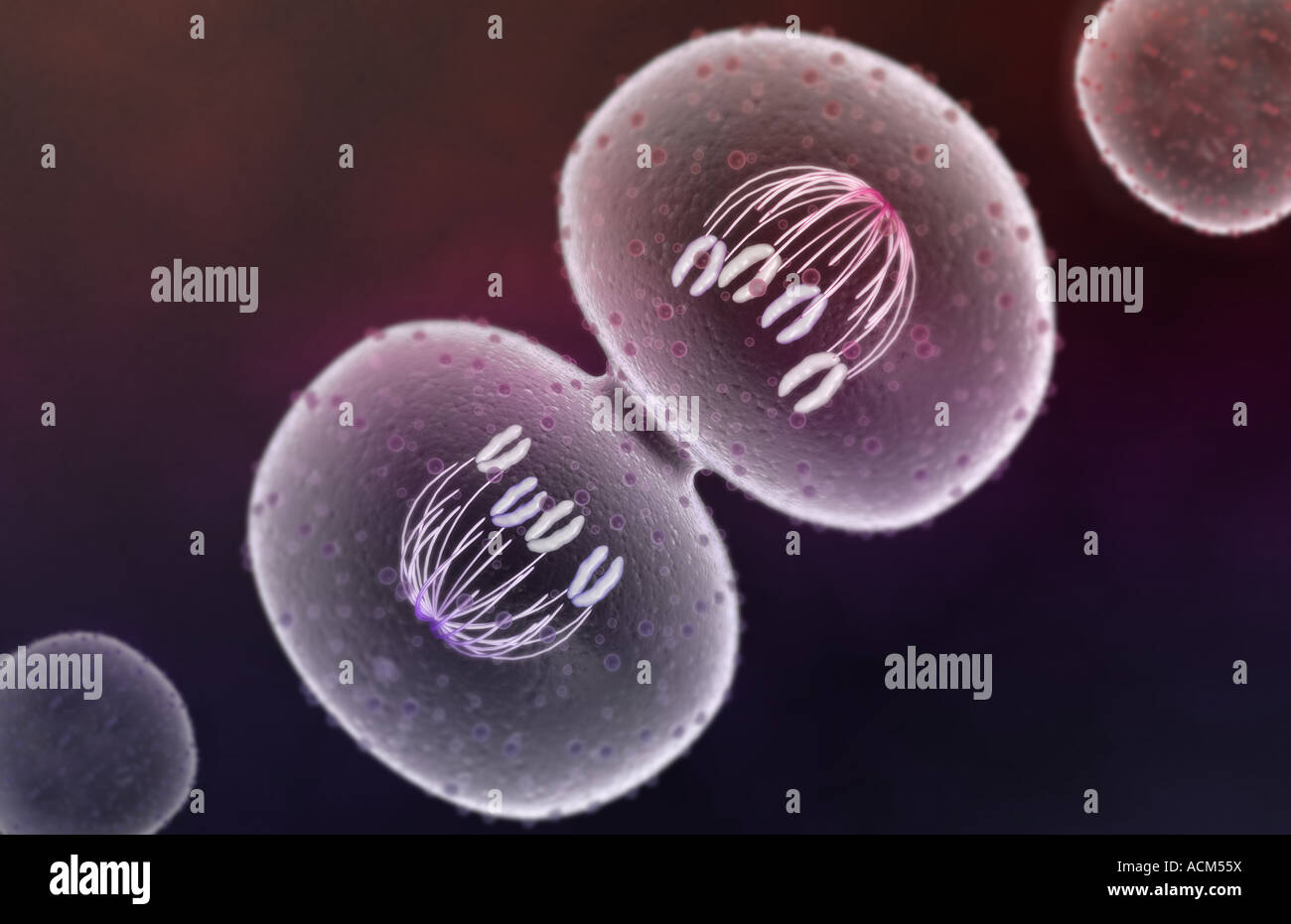 Telophase Under Microscope