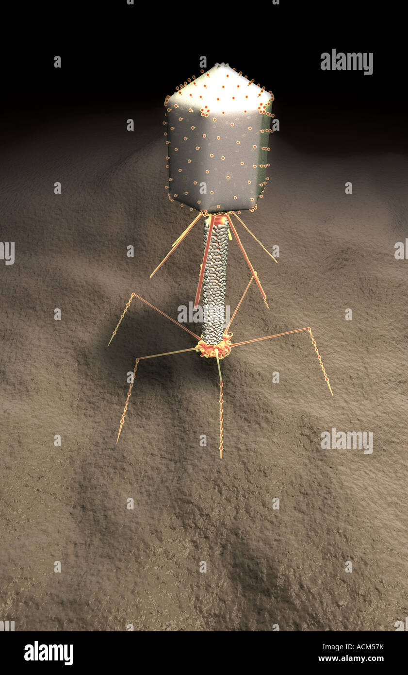 Bacteriophage hi-res stock photography and images - Alamy
