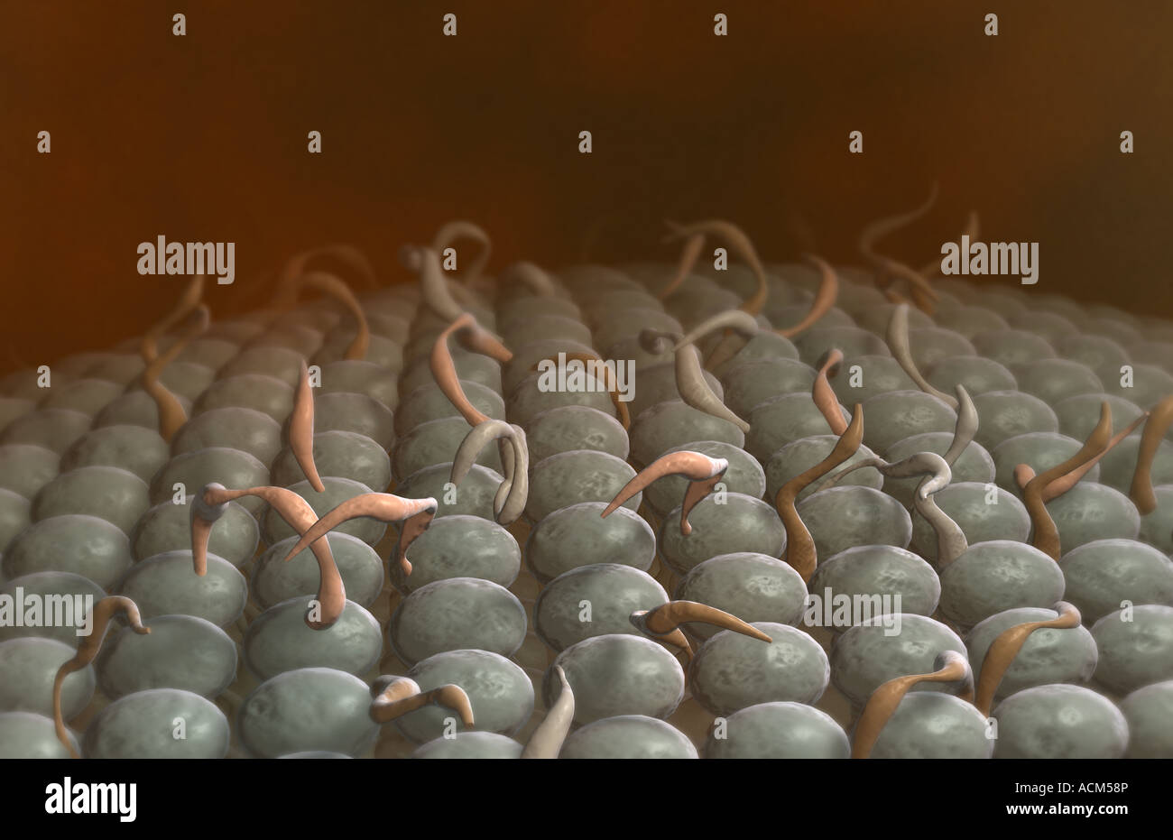 Cell membrane hi-res stock photography and images - Alamy