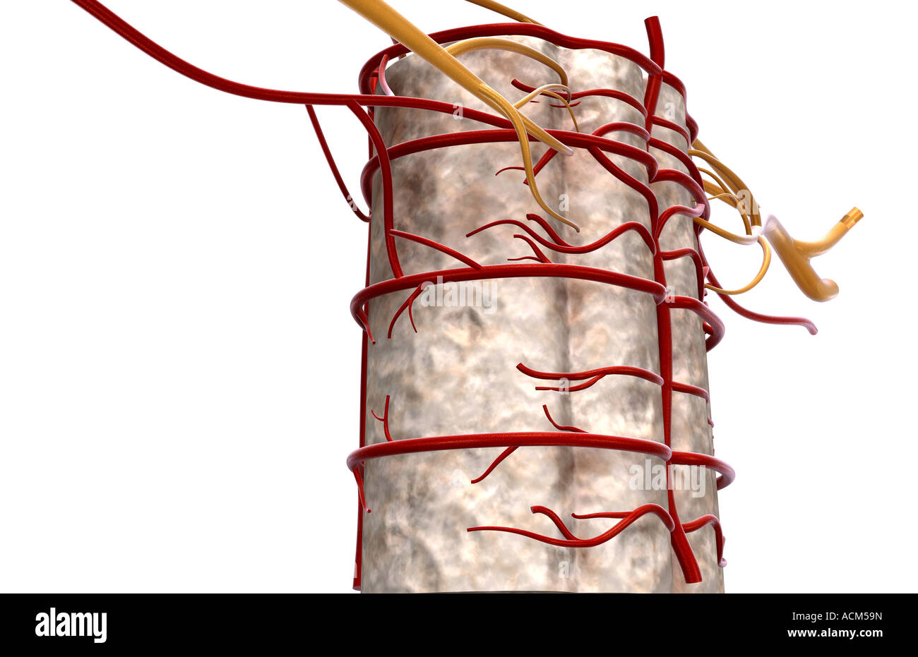 Anterior spinal arteries hi-res stock photography and images - Alamy