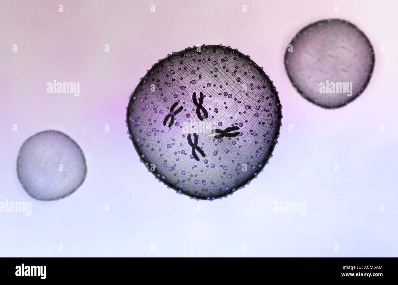 Mitosis metaphase hi-res stock photography and images - Alamy