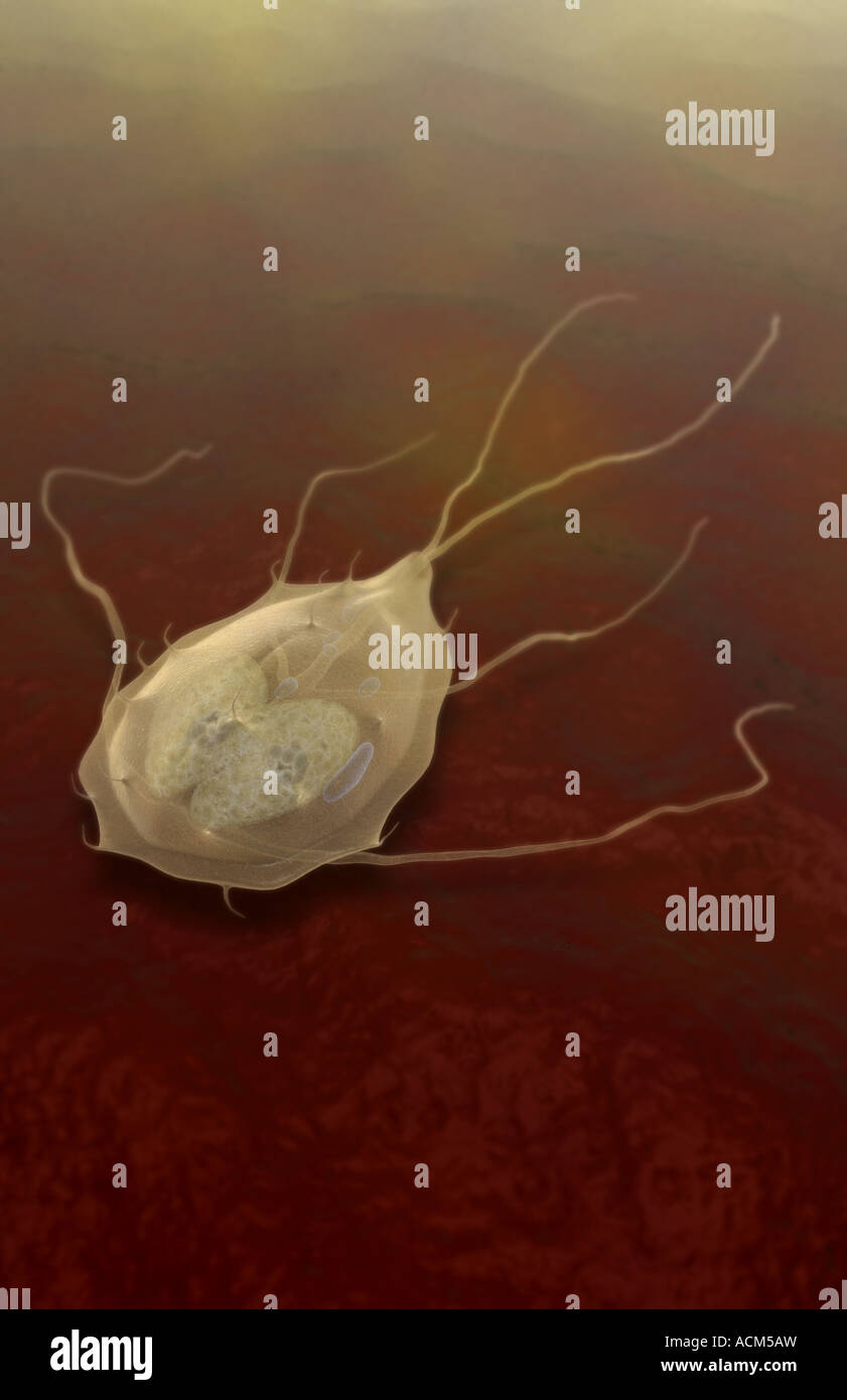 Giardia lamblia parasites hi-res stock photography and images - Alamy