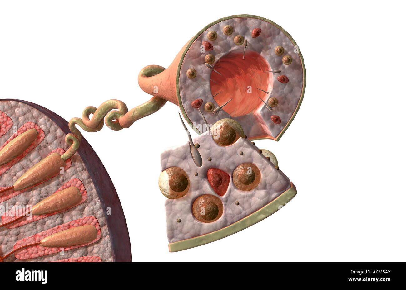 Seminiferous tubule of the human testis hi-res stock photography and ...