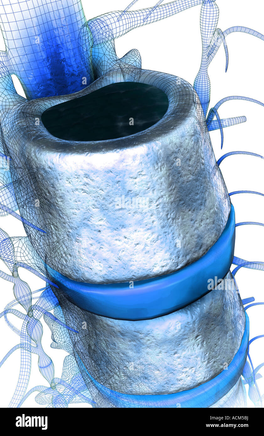 Invertebral disc hi-res stock photography and images - Alamy