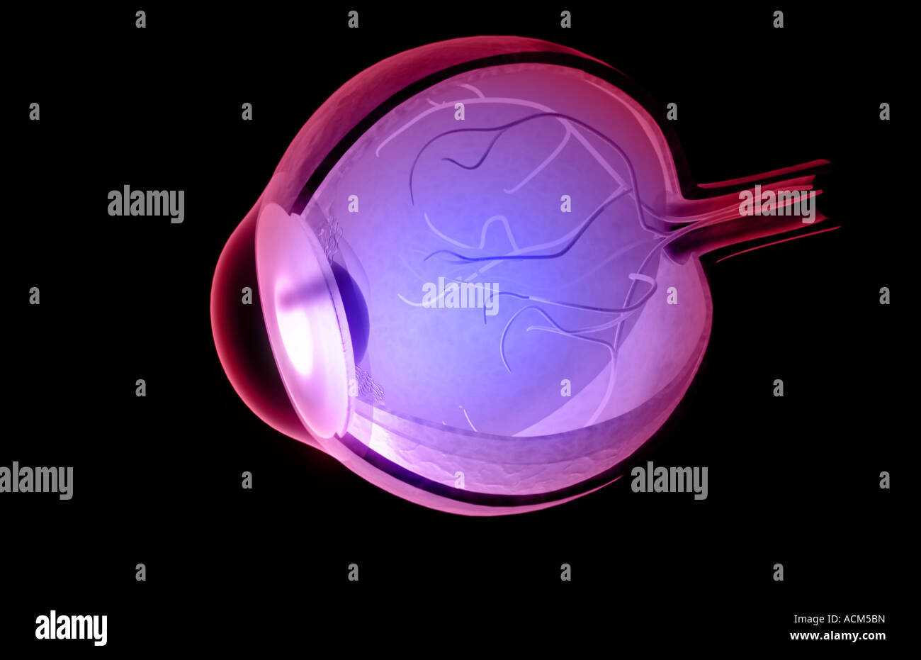 Structure of the eye Stock Photo - Alamy