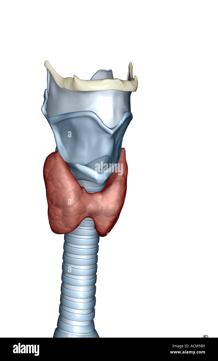 Cricoid Cartilage High Resolution Stock Photography and Images - Alamy