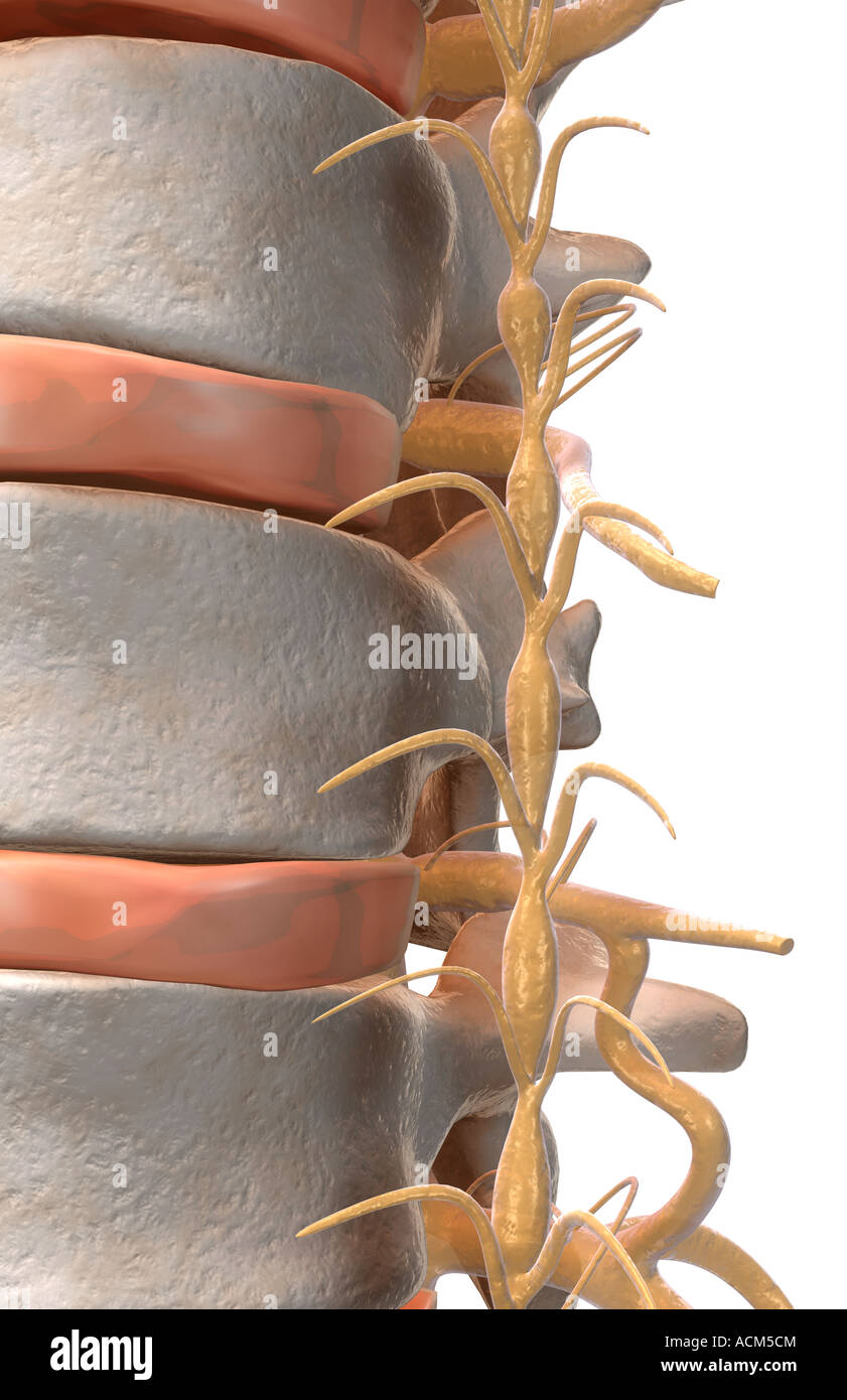 Thoracic Sympathetic Ganglion