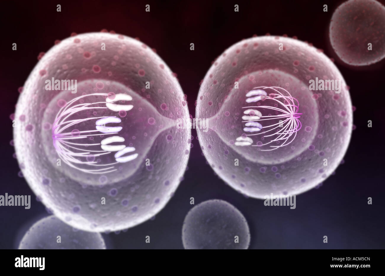 Mitosis hi-res stock photography and images - Alamy