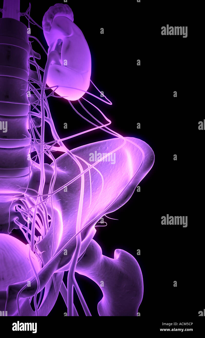 Nerve supply of the urinary system Stock Photo - Alamy