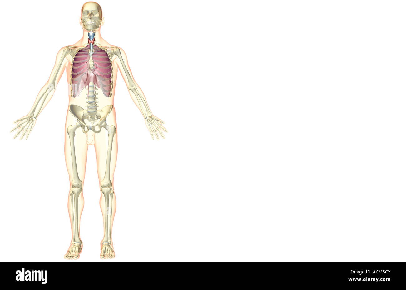 Human skeleton system thoracic hi-res stock photography and images - Alamy