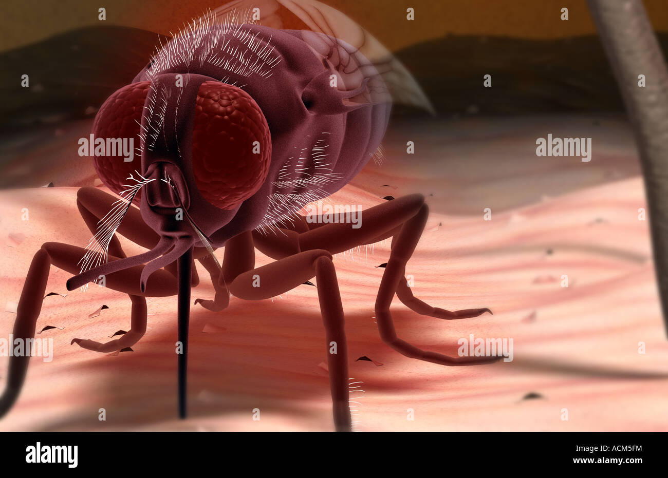 Tsetse fly skin hi-res stock photography and images - Alamy