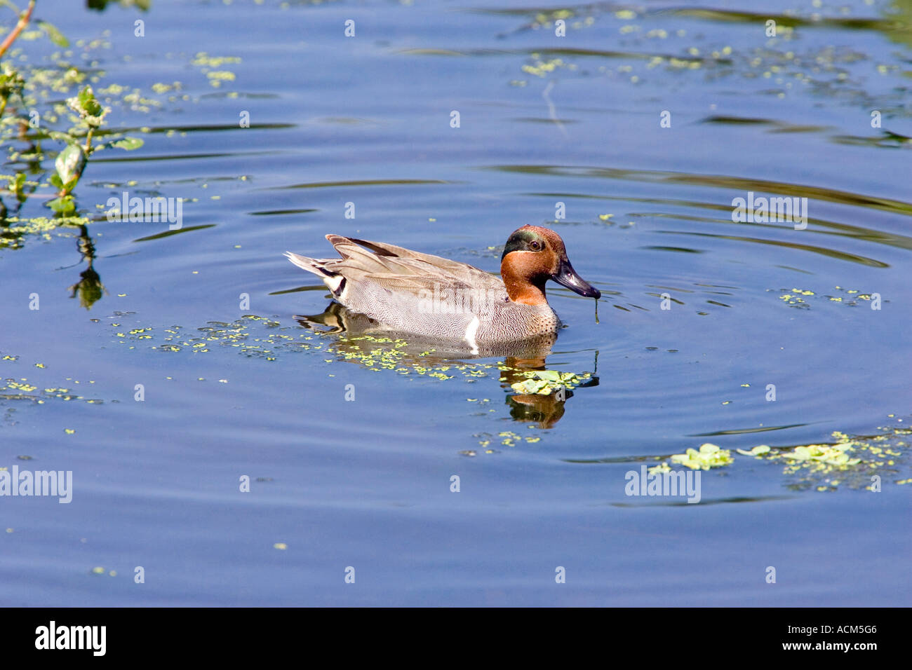 Green winged Teal Anas crecca male florida Stock Photo - Alamy