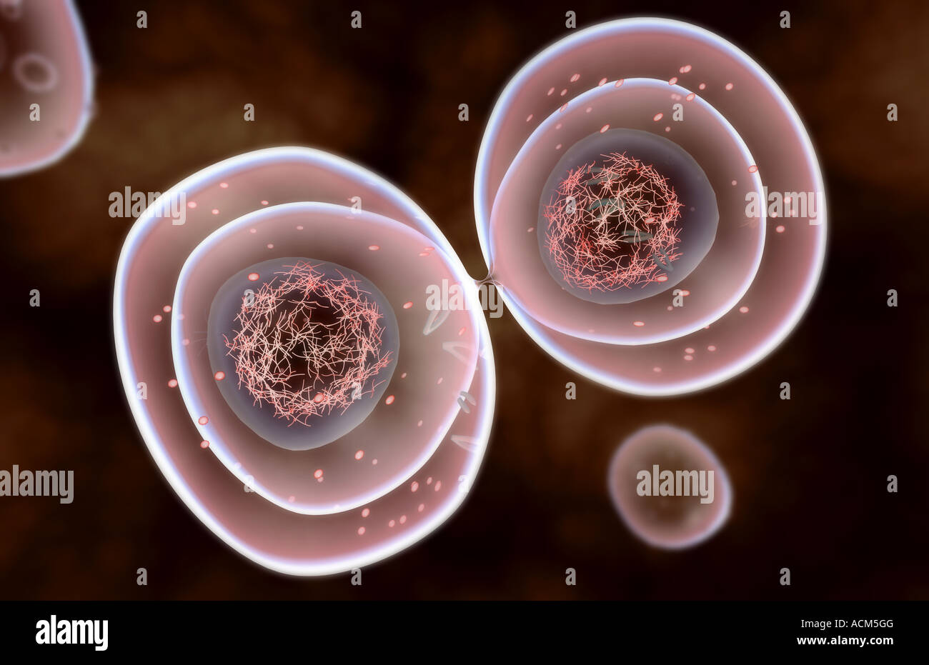 Telophase Mitosis High Resolution Stock Photography and Images - Alamy