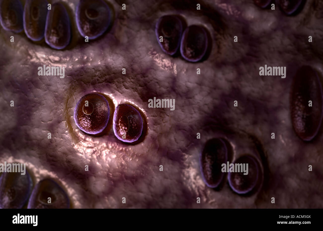 Human hyaline cartilage hi-res stock photography and images - Alamy