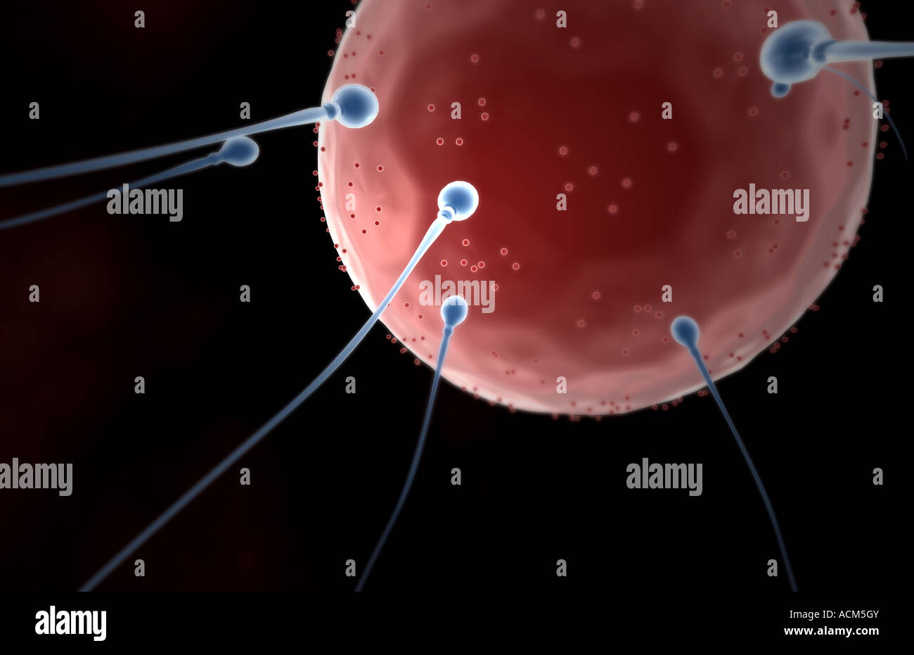 Fertilisation sperm egg hi-res stock photography and images - Alamy