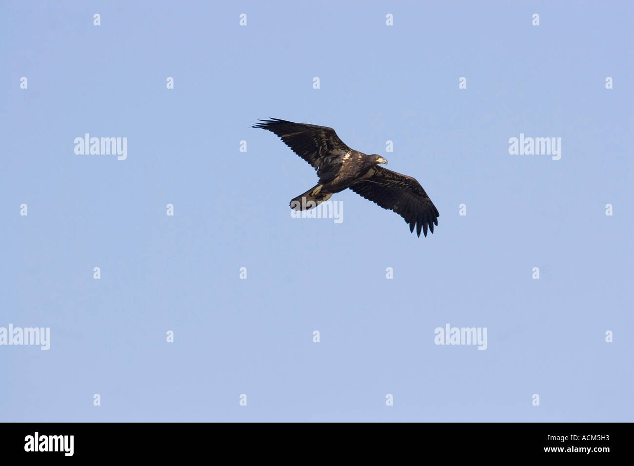 Juvenile 1st year Bald Eagle Haliaeetus leucocephalus flying Stock ...