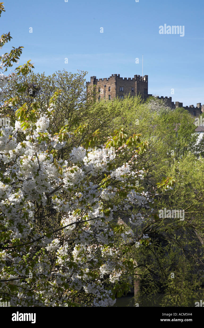 Cherry Blossom Durham Castle Durham City England Stock Photo - Alamy